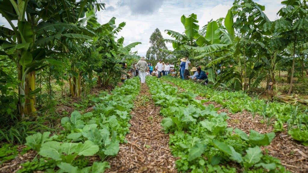 What is Agroforestry? - DigitAF