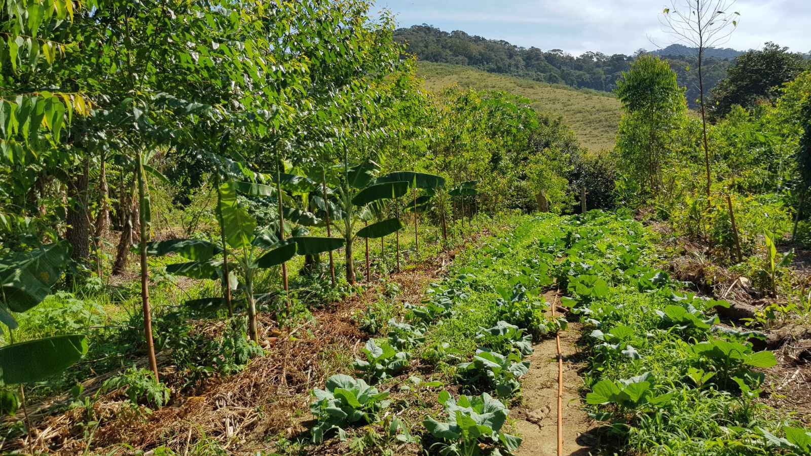 What is Agroforestry? - DigitAF